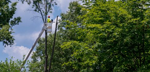 Guide for Tree Cutting Safety | Hendricksen Tree Care