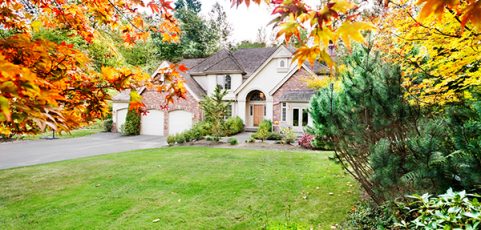 Maple Trees of the Chicago Area | Hendricksen Tree Care