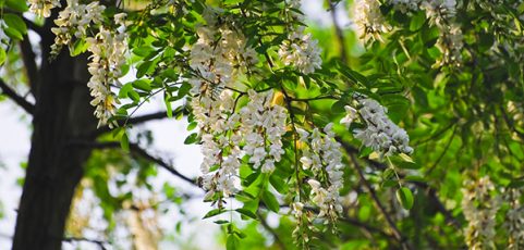 Locust Trees Native to Chicago and Illinois | Hendricksen Tree Care
