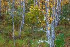 Birch Trees in the Chicago Area | Hendricksen Tree Care