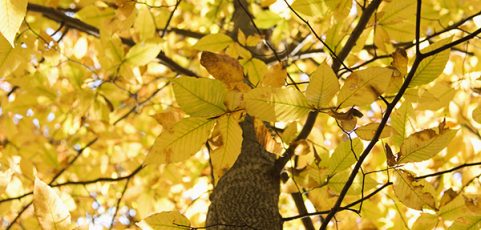 American Beech Trees | Hendricksen Tree Care Services