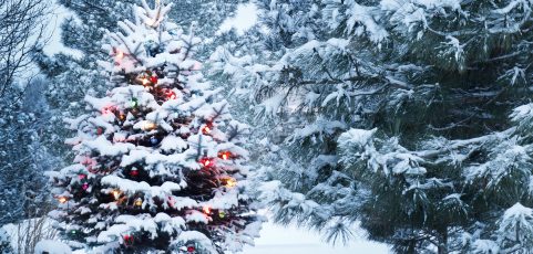 Native Pine Trees in Illinois and the Chicago Area | Hendricksen Tree Care