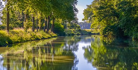 Native Sycamore Trees of the Chicago Area | Hendricksen Tree Care