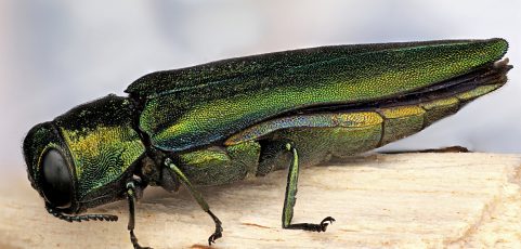 How To Identify Emerald Ash Borer: Symptoms And Prevention