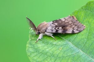 Knowing All About Gypsy Moth: Identification and Prevention
