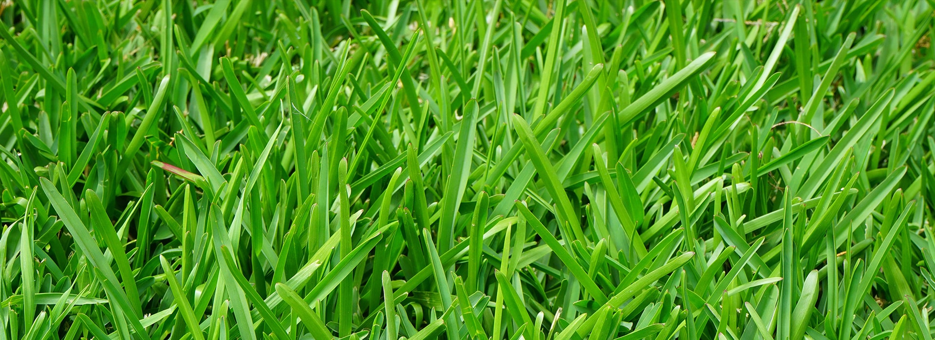 Turf Care Services in Chicagoland - Hendricksen Tree Care